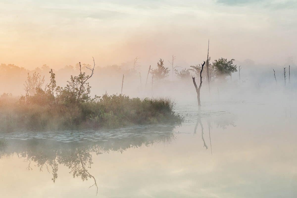 Photographing the Pines: Remembering Albert D. Horner - State Of The ...
