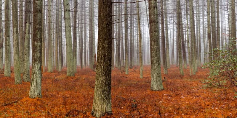 Photographing the Pines: Remembering Albert D. Horner - State Of The ...
